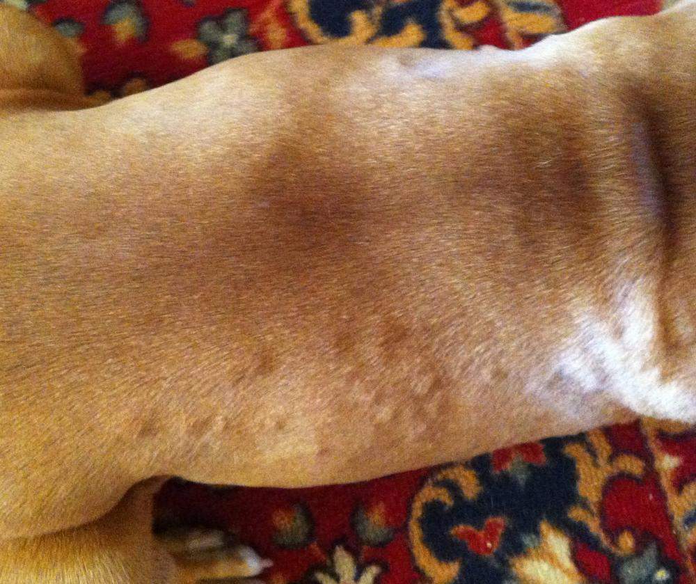 Abstehendes Fell bei Boxer Hündin? :(( (Hund, Mücken)