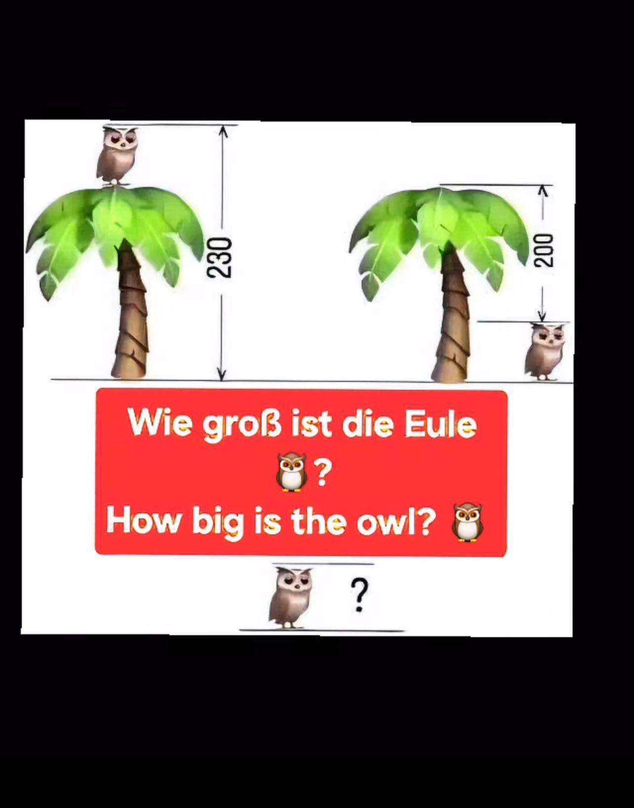 Hier ein Rätsel, kann mir einer helfen? (Palme, Rätselfrage, Eule)
