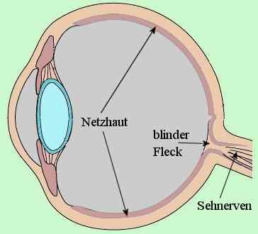 Hilfe! Blinder Fleck vergleich .. Hä? (Biologie, Naturwissenschaft)