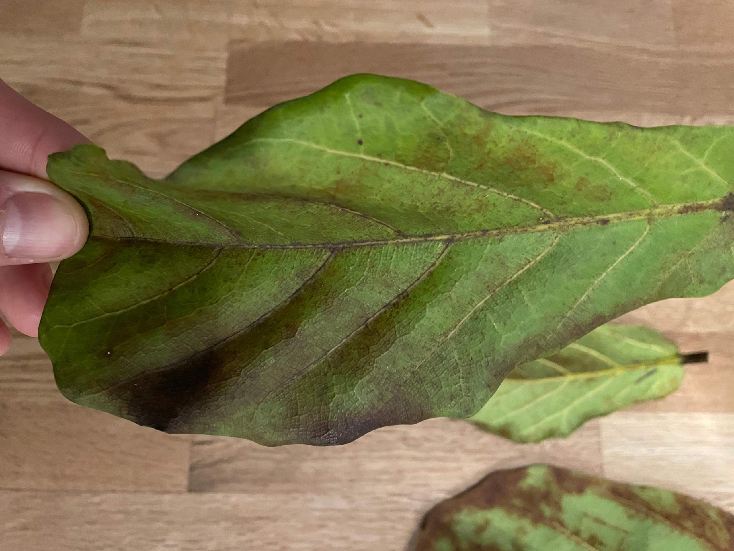 Hilfe! Ficus Lyrata - verfärbte Blätter. Was ist die Ursache? (Baum ...