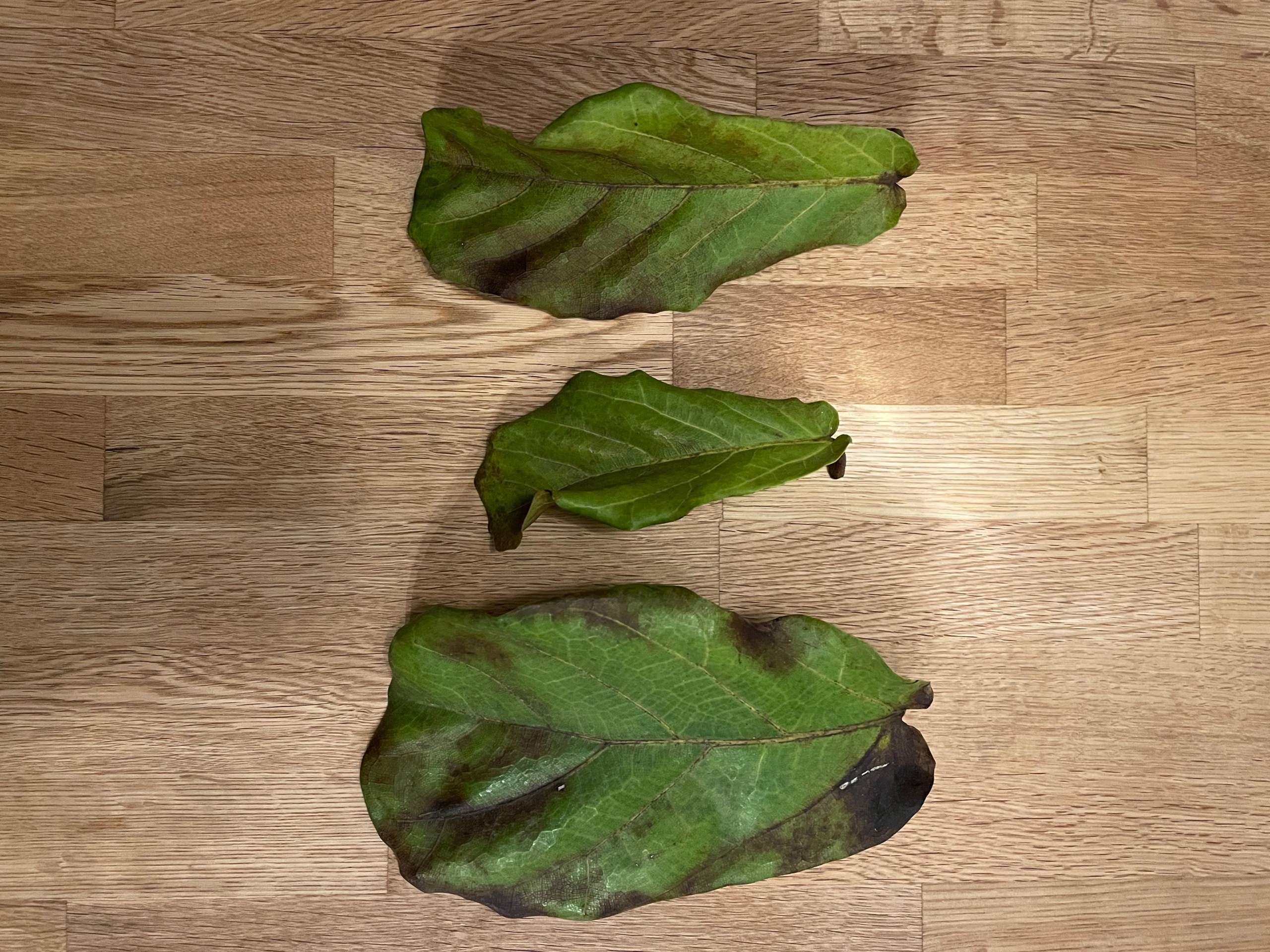 Hilfe! Ficus Lyrata - verfärbte Blätter. Was ist die Ursache? (Baum ...