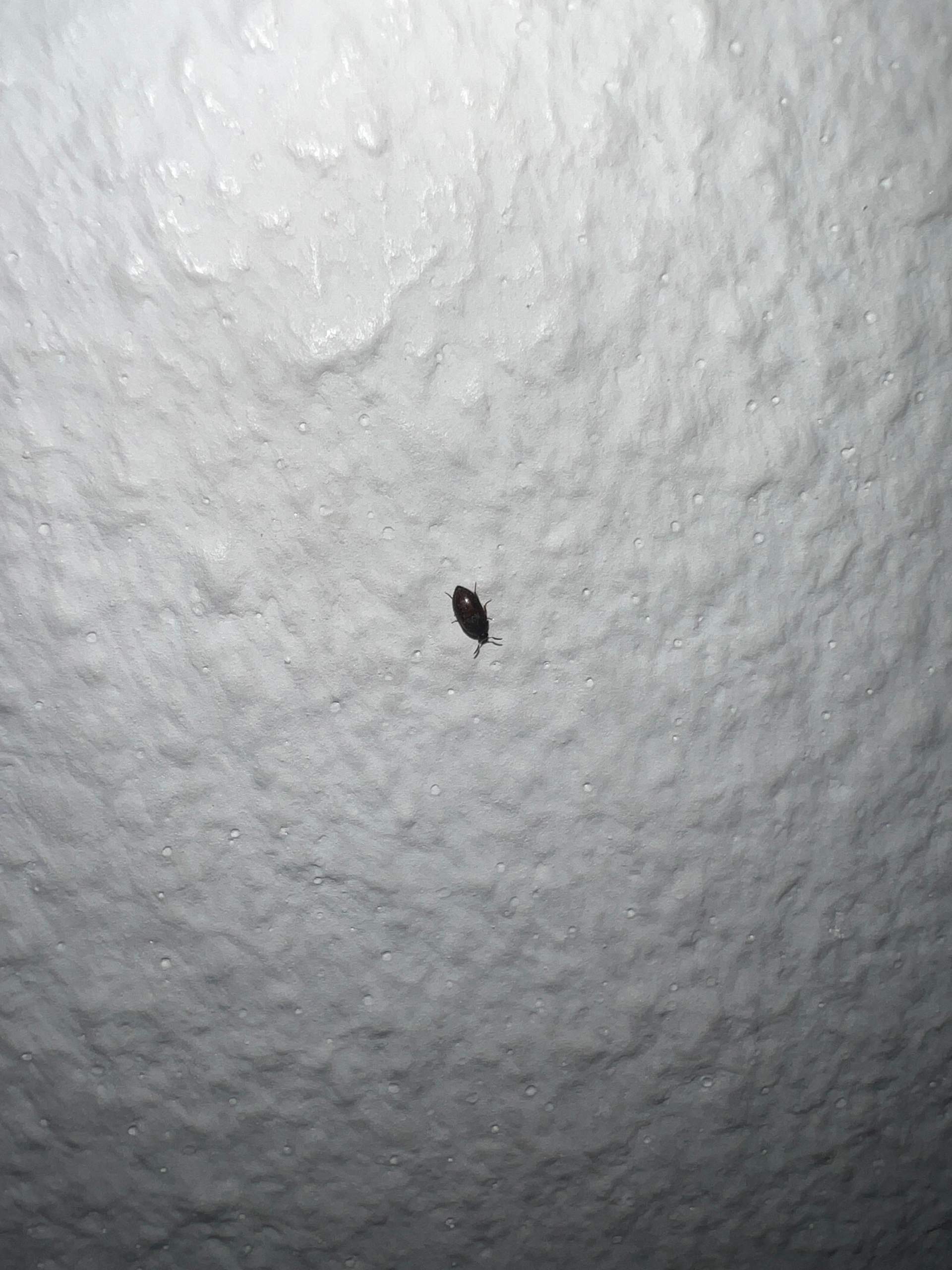 Hilfe, ist das eine Bettwanze an meiner Wand? (Insekten, Ungeziefer ...