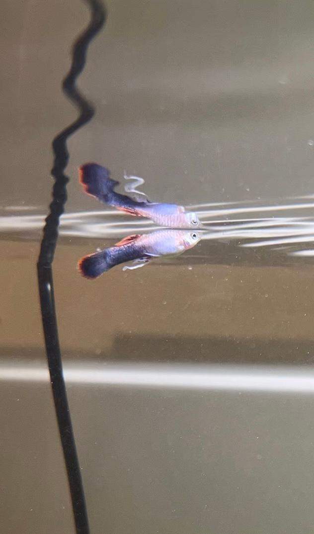 Hilfe, mein Guppy hat Flossenklemmen, wie soll ich damit umgehen ...