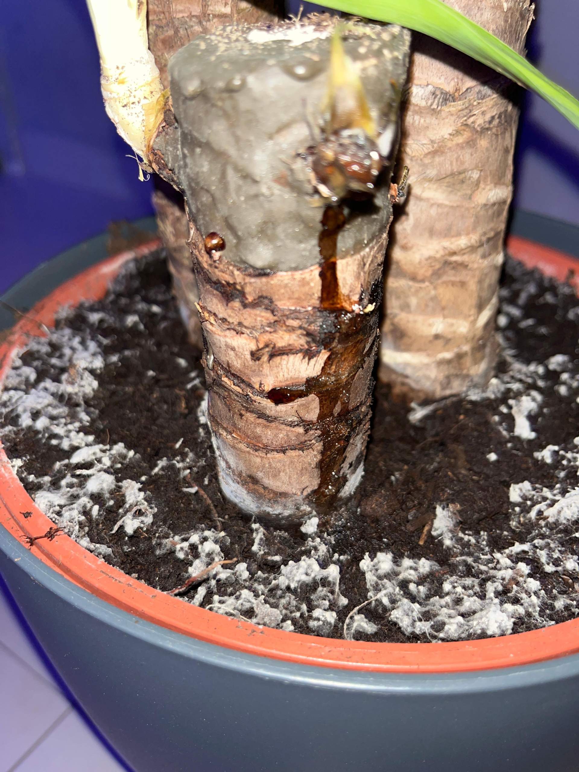 Hilfe meine Pflanze mach komisch Dinge? (Schädlinge, Pflanzenpflege ...