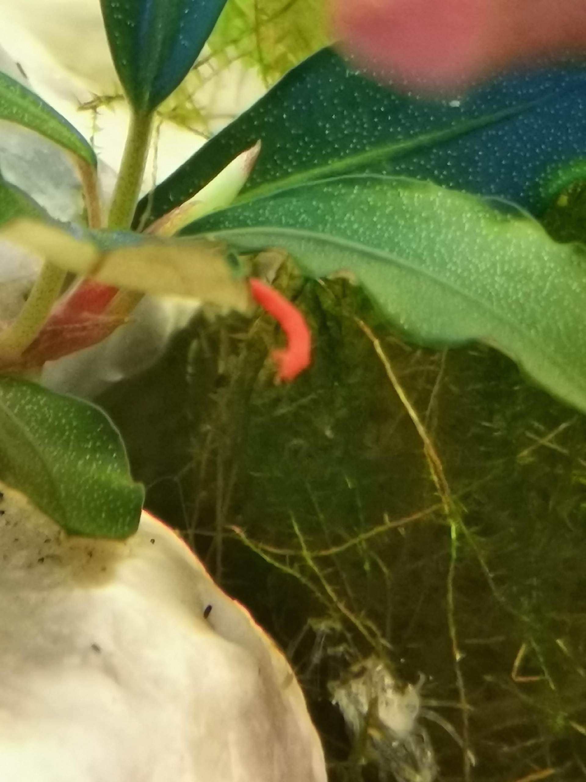Rote Wurmer Im Wasser