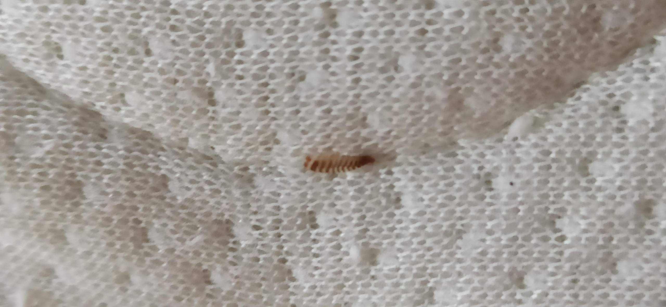 Hilfe, Schädlinge im Bett? Was ist das? Sind das Bettwanzen ...