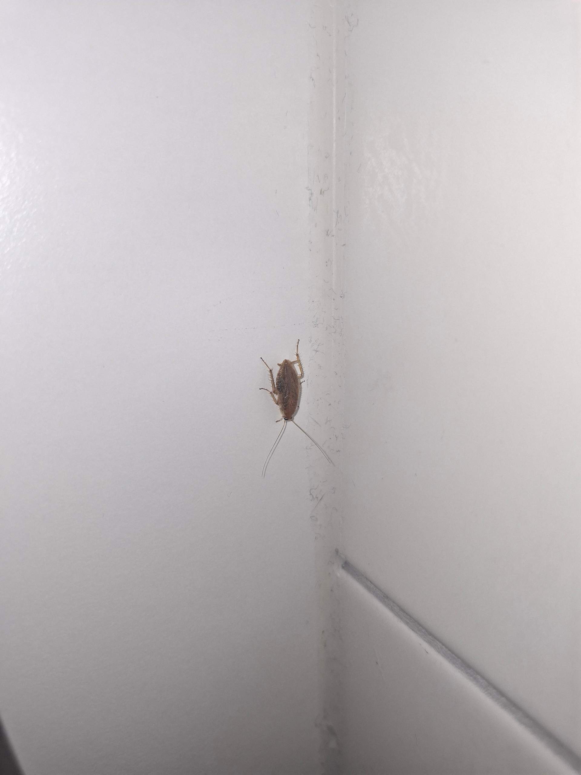 Waldschabe In Wohnung