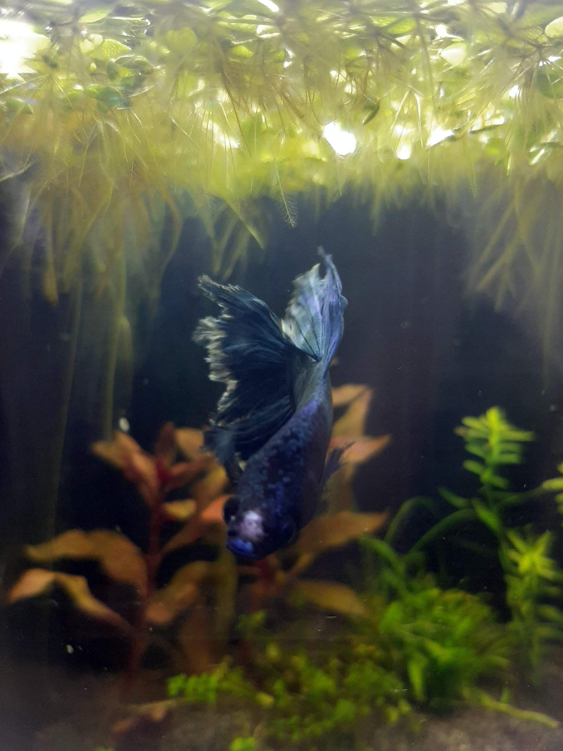 HILFE! Was hat mein Fisch? (Fische, Aquarium, Kampffisch)