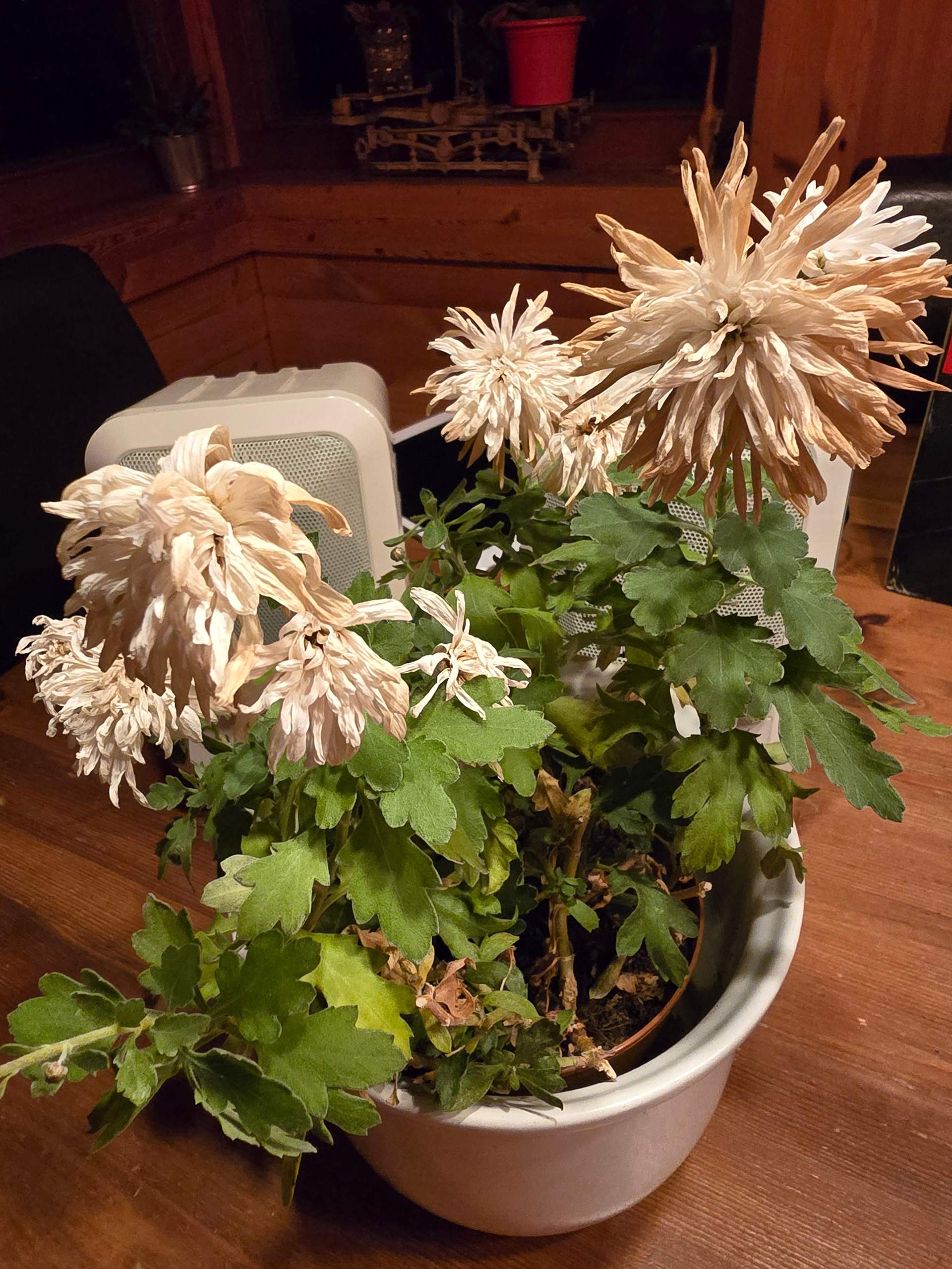 Hilfe! Welche Pflanze ist das? (Wasser, Licht, Blumen)