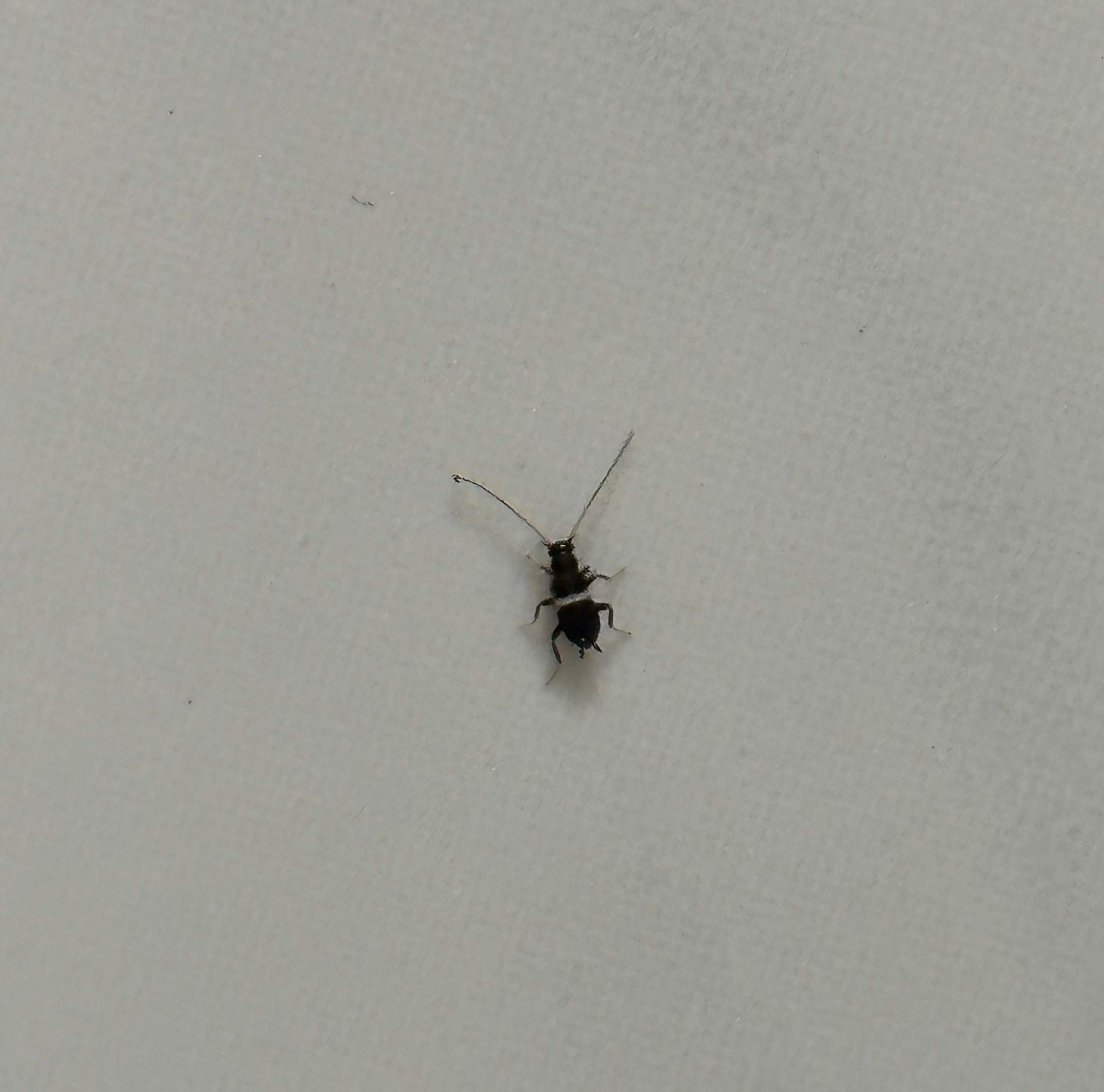 Hilfe welches Insekt handelt es sich? (Insekten, Käfer, Schaben)