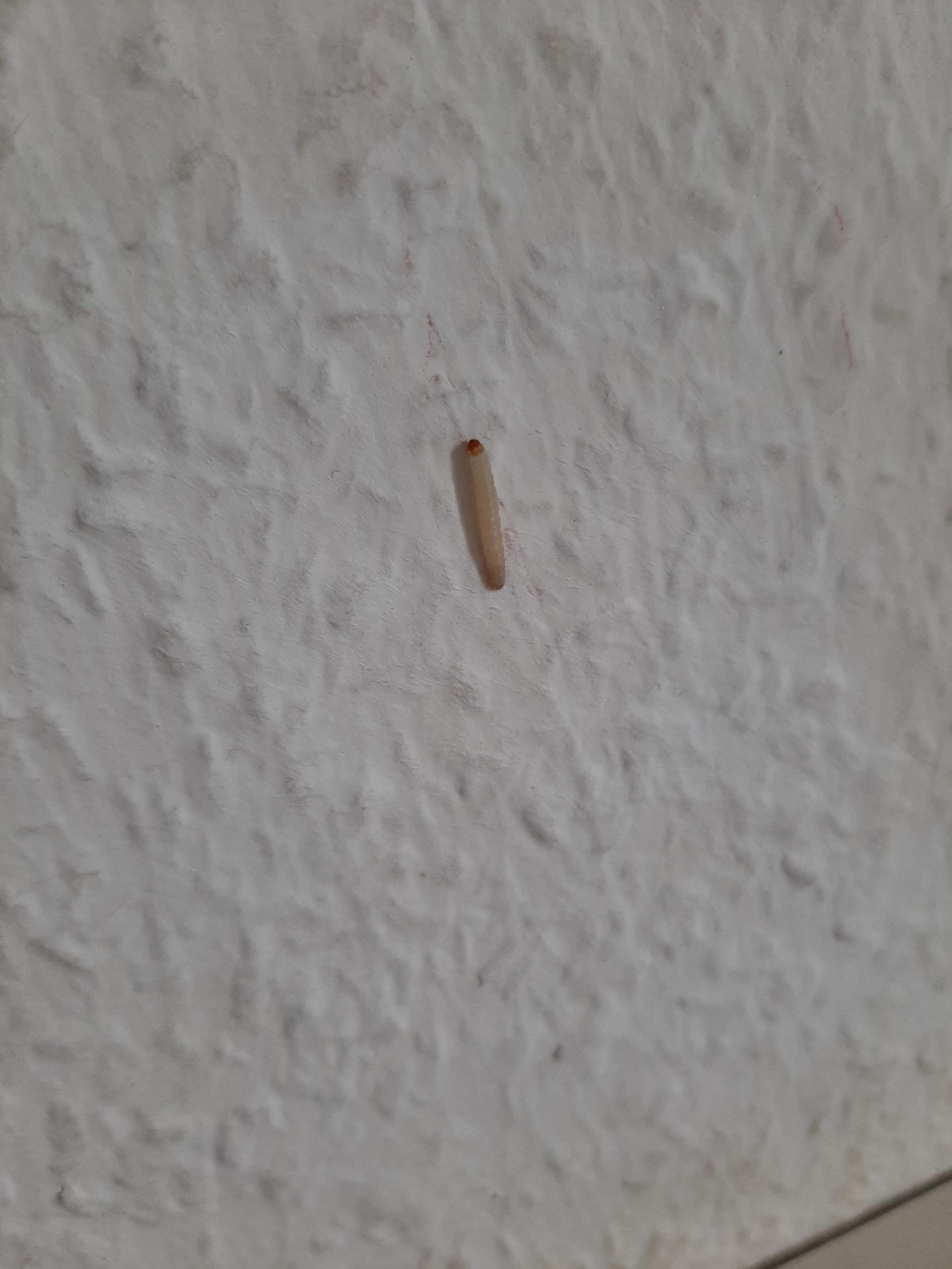 Hinter mein Bett kommen maden zur wand hoch? (Insekten, Würmer, Larven)