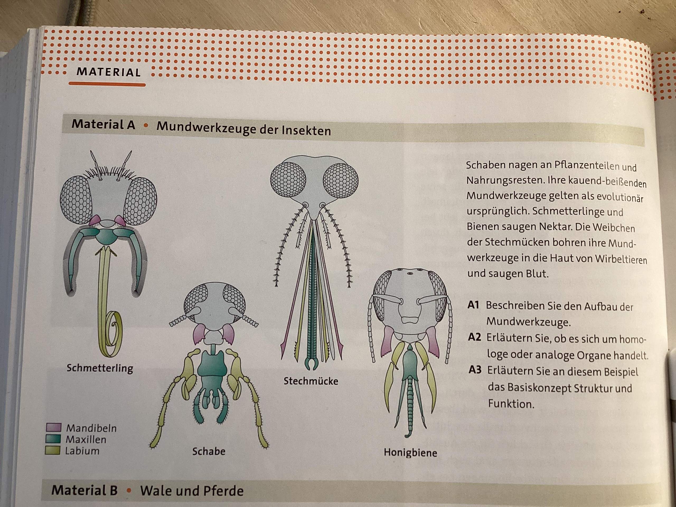 Homolog oder analoge Organe? (Evolution, Homologie)