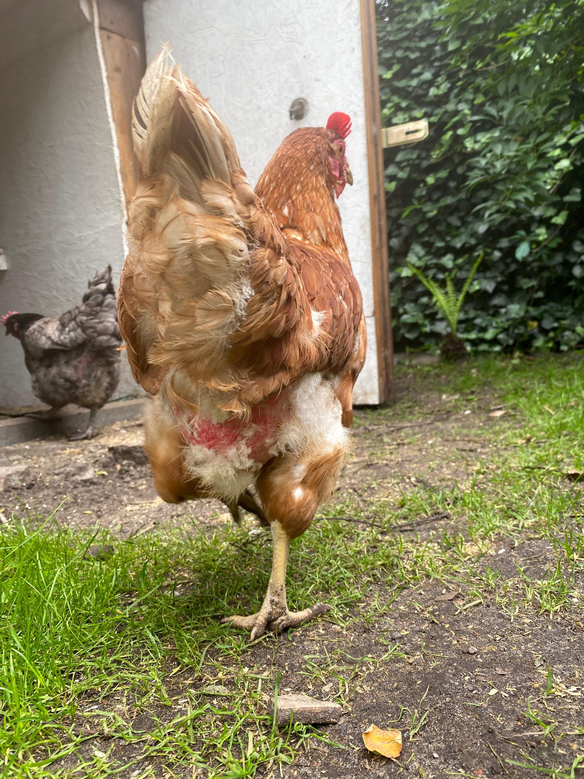 Hühner: Federn wachsen nicht nach – Was tun? (Tierarzt, Tierhaltung, Huhn)