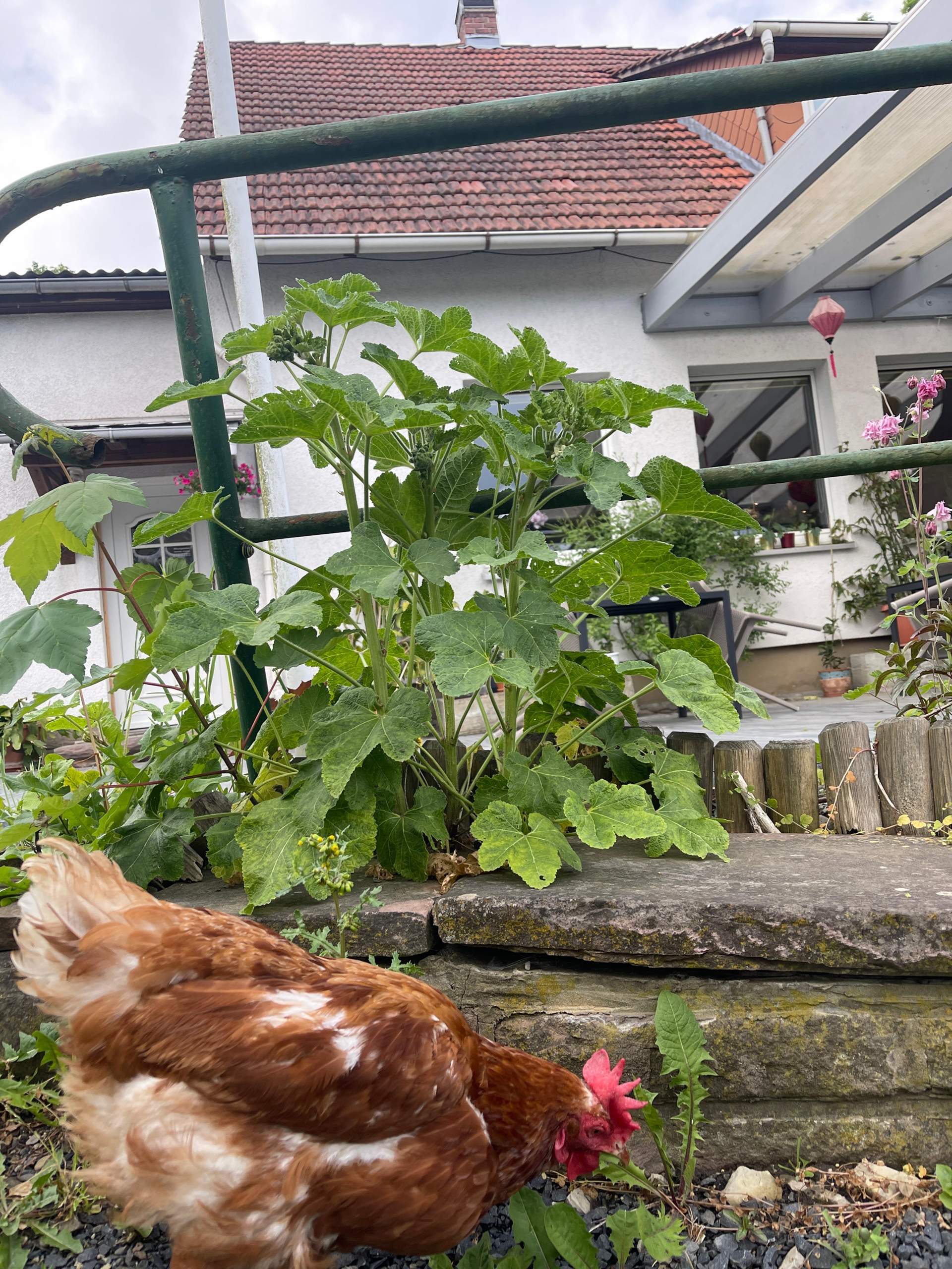 Huhn bei uns zuhause was tun? (Biologie, Tierarzt, Verletzung)