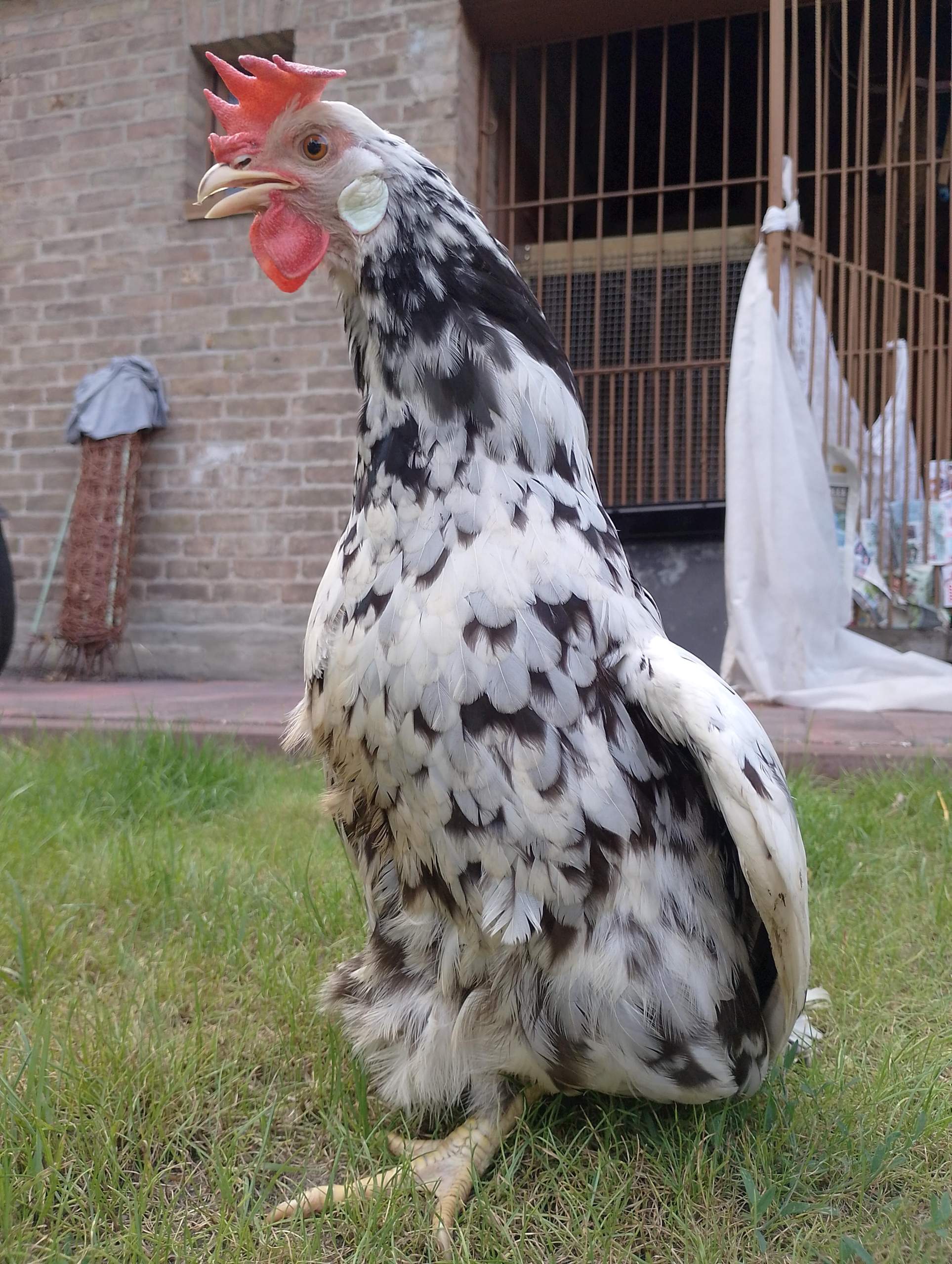Huhn hat dicken Bauch? (Ernährung, Tierarzt, Tierhaltung)
