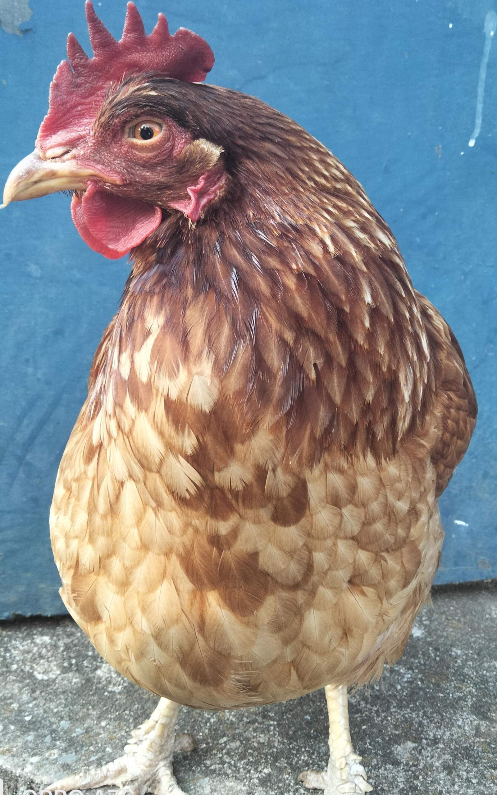 Huhn hat extrem aufgeblähten Kropf? (Tierarzt, Tierhaltung, Henne)