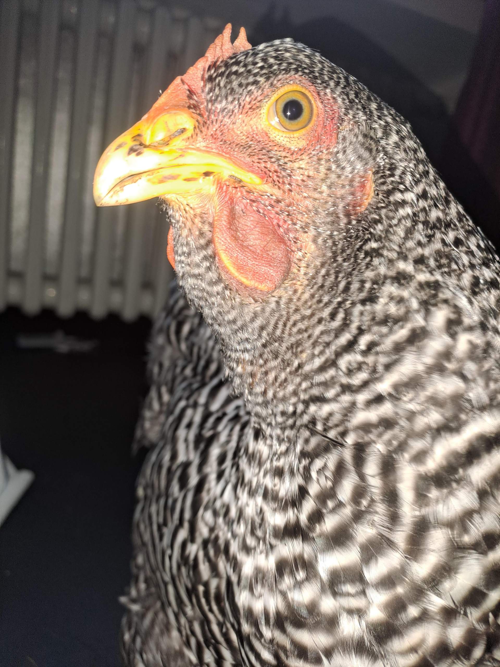 Huhn ist zwischen Kehllappen dick? (Tierarzt, Verletzung, Schwellung)