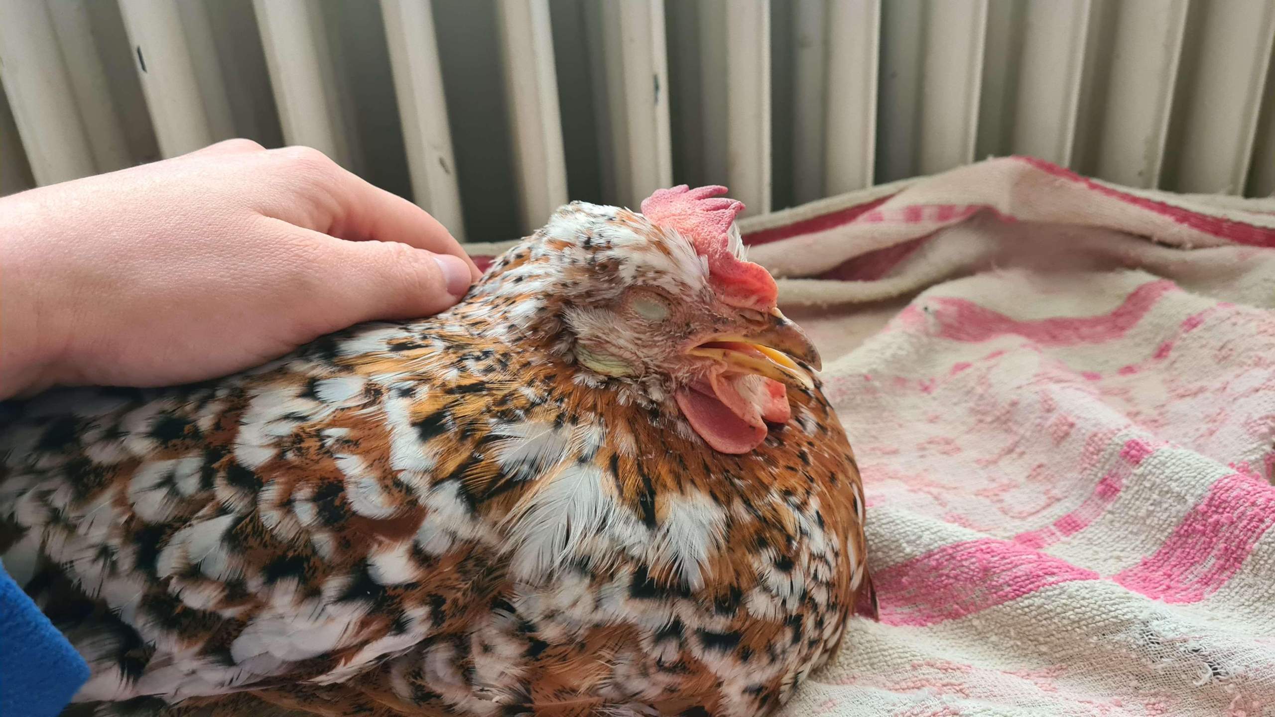 Huhn sieht schlecht aus? (Tierarzt, Henne)