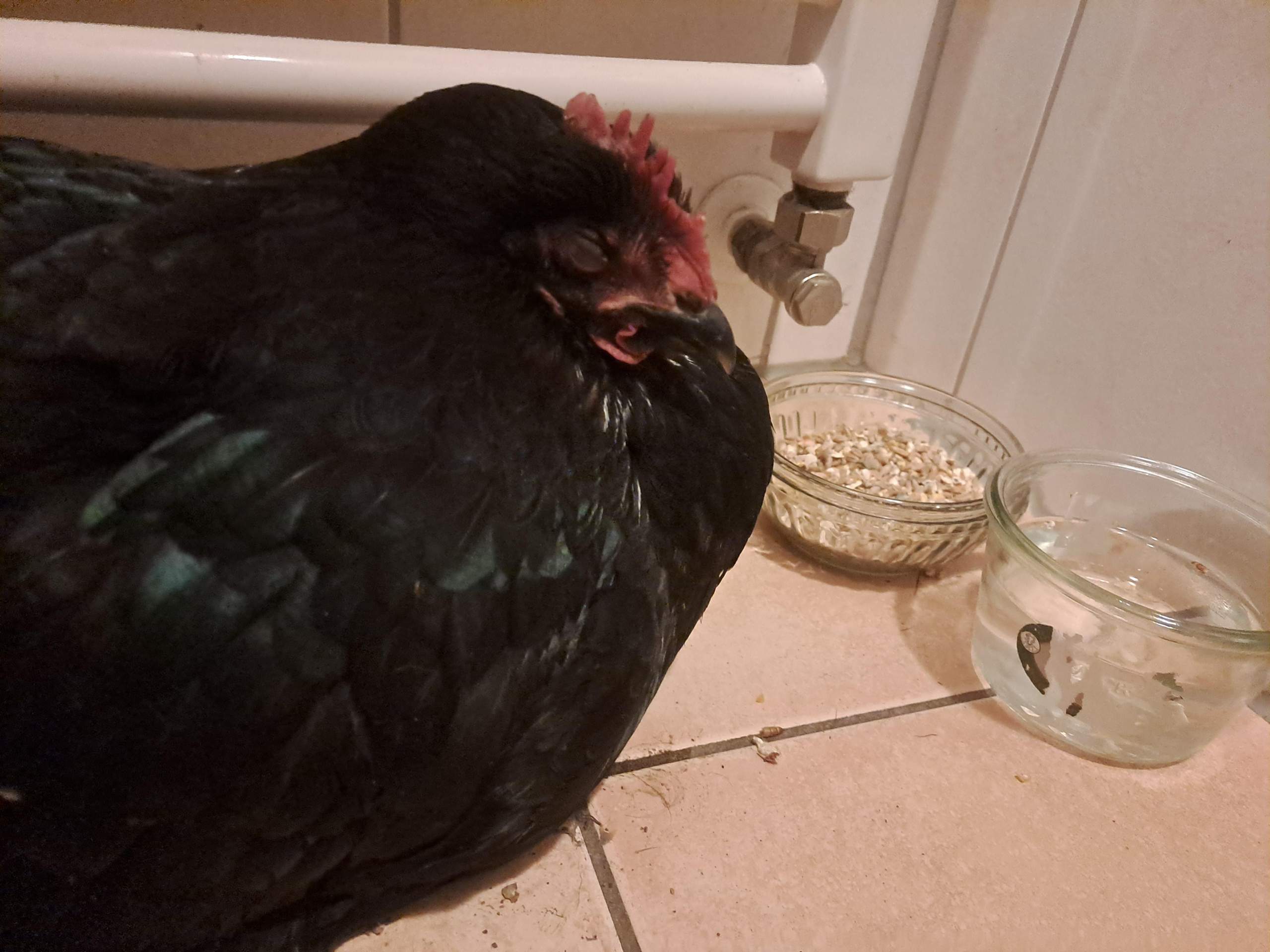 Huhn zum Tierartzt oder nicht? (Alter, Tierarzt, Tierhaltung)