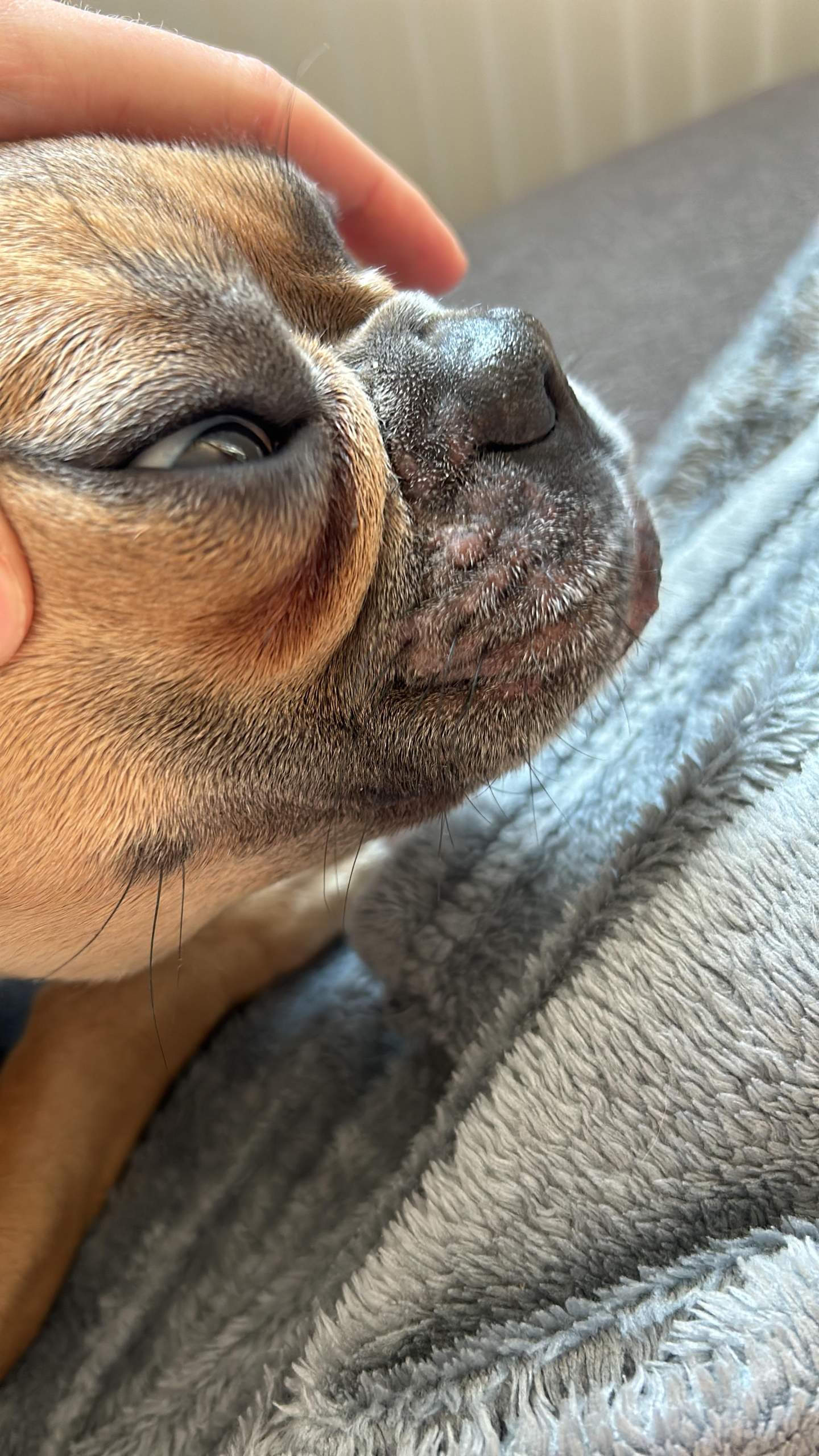 Hund Ausschlag was ist das? (Dermatologie)