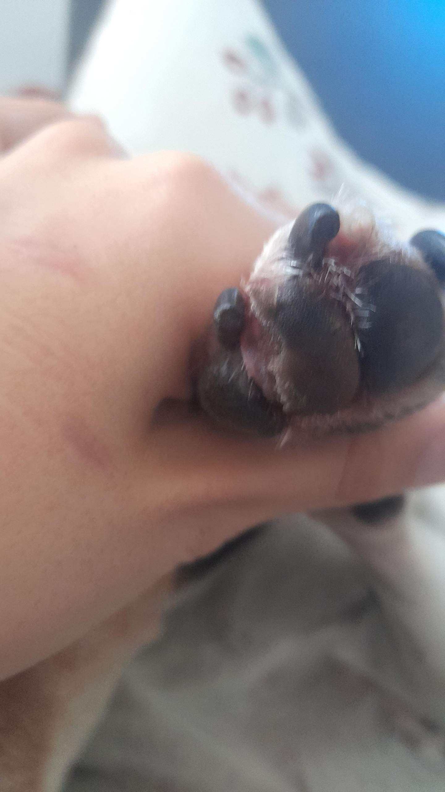 Hund Verletzung Ballen