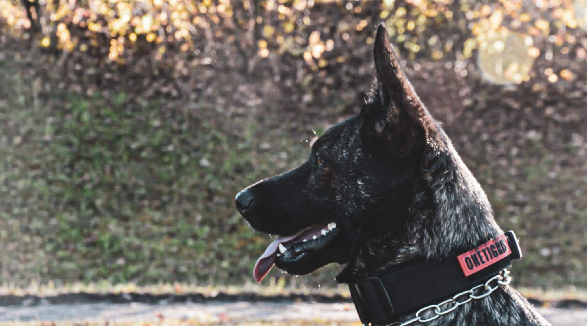 Hund bh Prüfung-Schutzhund Ausbildung?