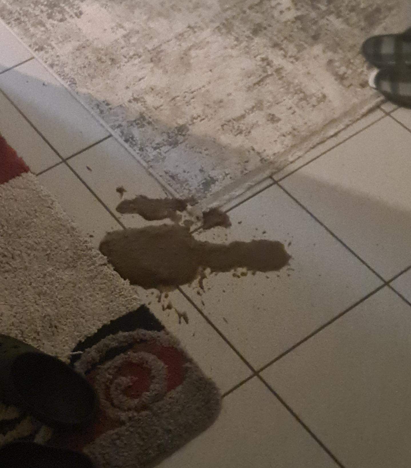 Hund durchfall mit blut? (Gesundheit, Tierarzt)