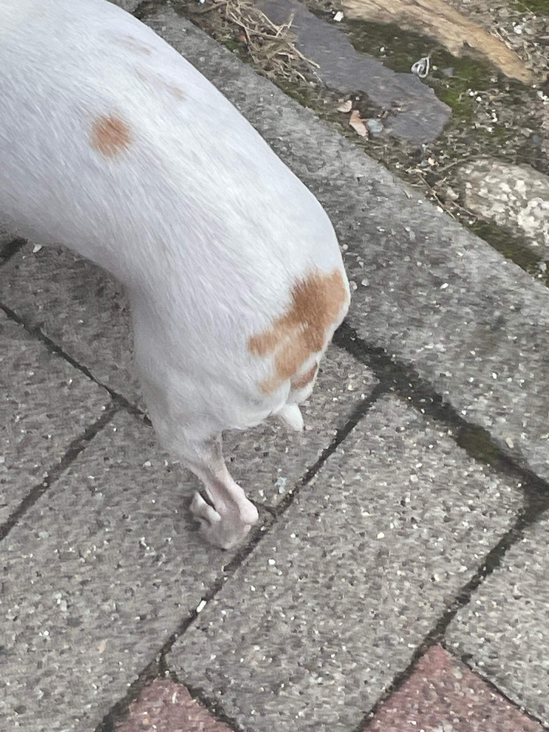 Hund geht’s schlecht, Hilfe!? (Tiere, Tierarzt, Durchfall)