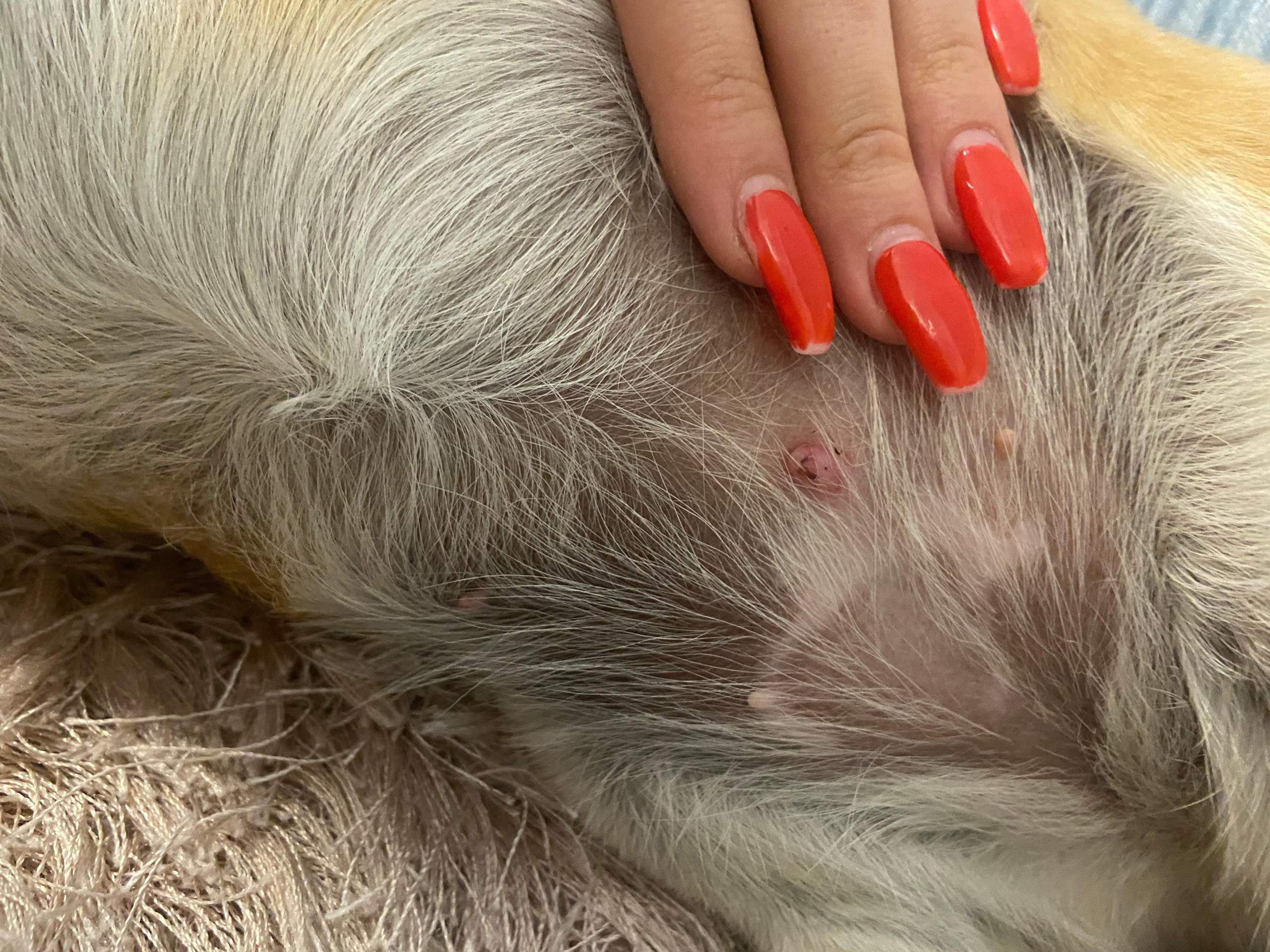 Hund hat komische Stelle am Bauch? (Tierarzt)