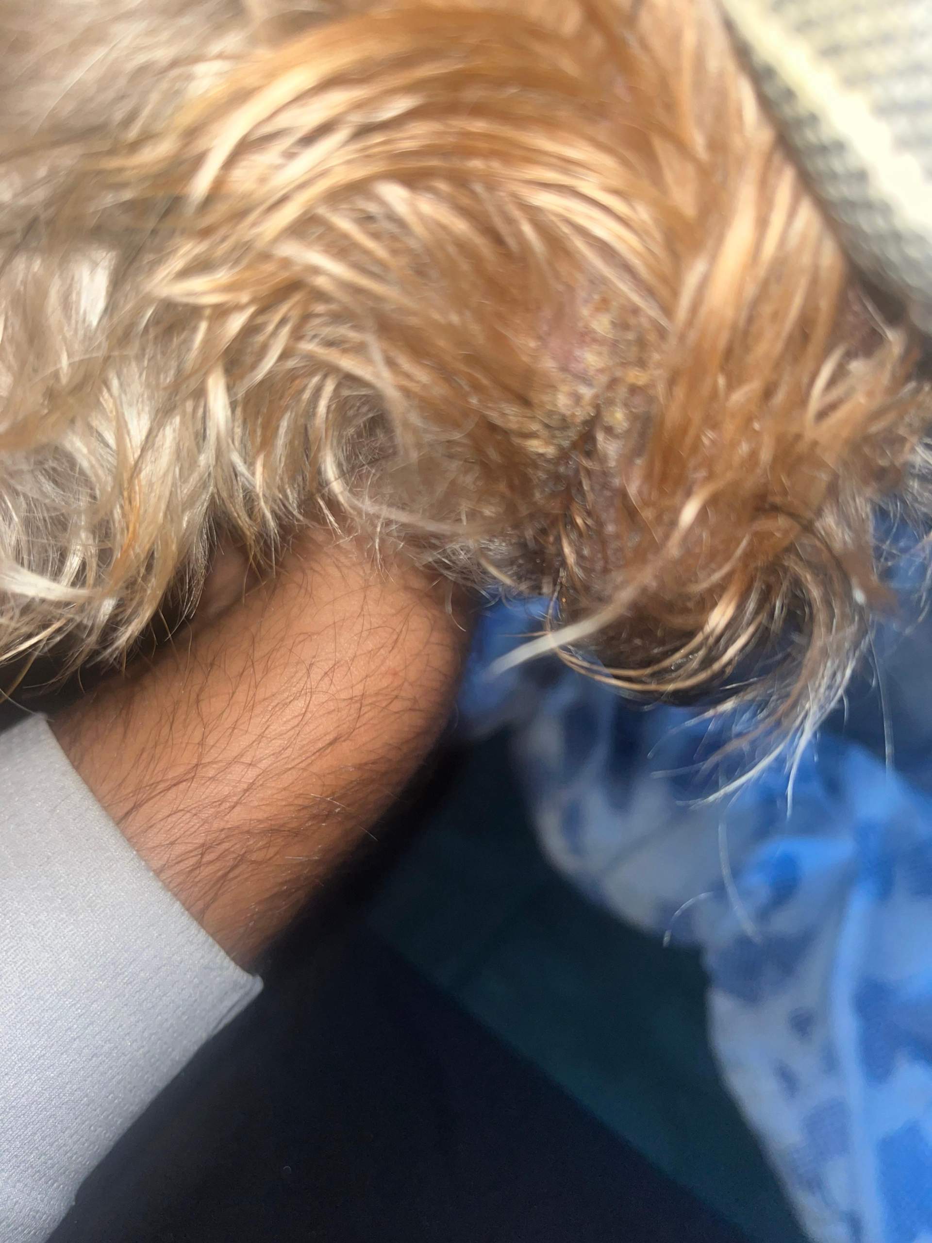 Hund hat kruste an den lefzen ( einseitig? (Gesundheit, Tierarzt ...