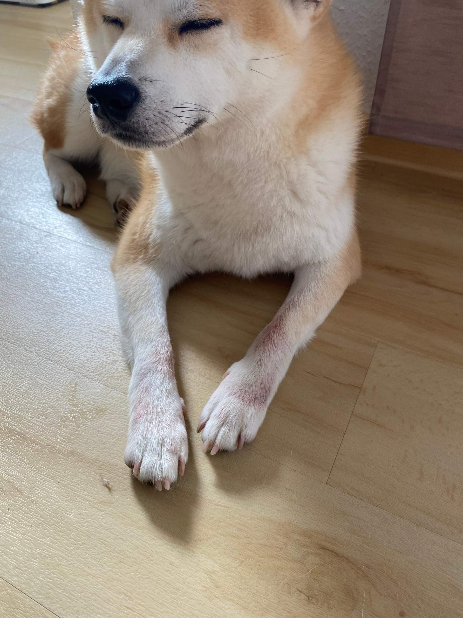 Hund hat lila stellen an Beinen? (Krankheit, Haustiere, Haushalt)