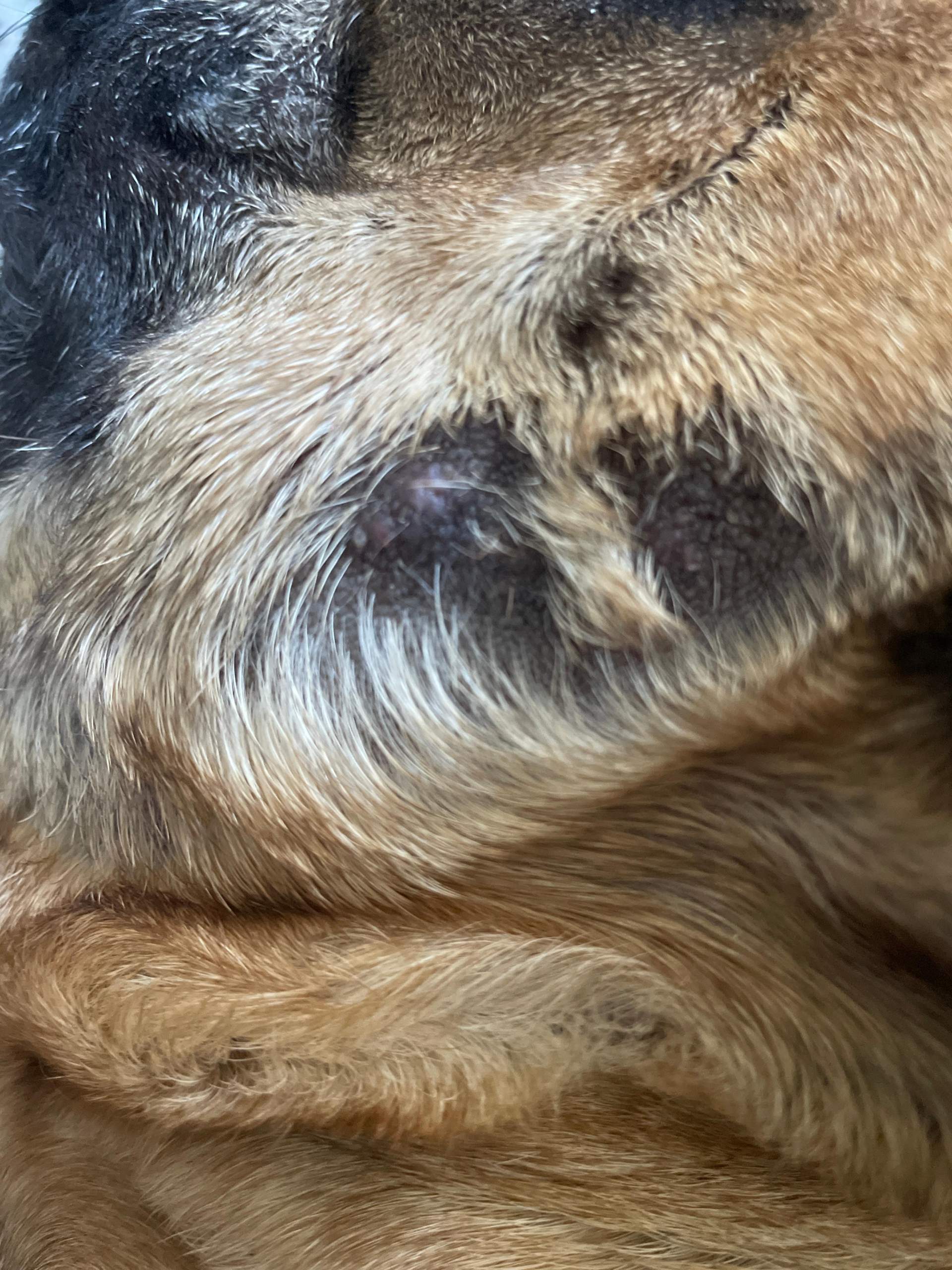 Hund hat Pusteln und verliert Haare? (Gesundheit, Tierarzt, Allergie)