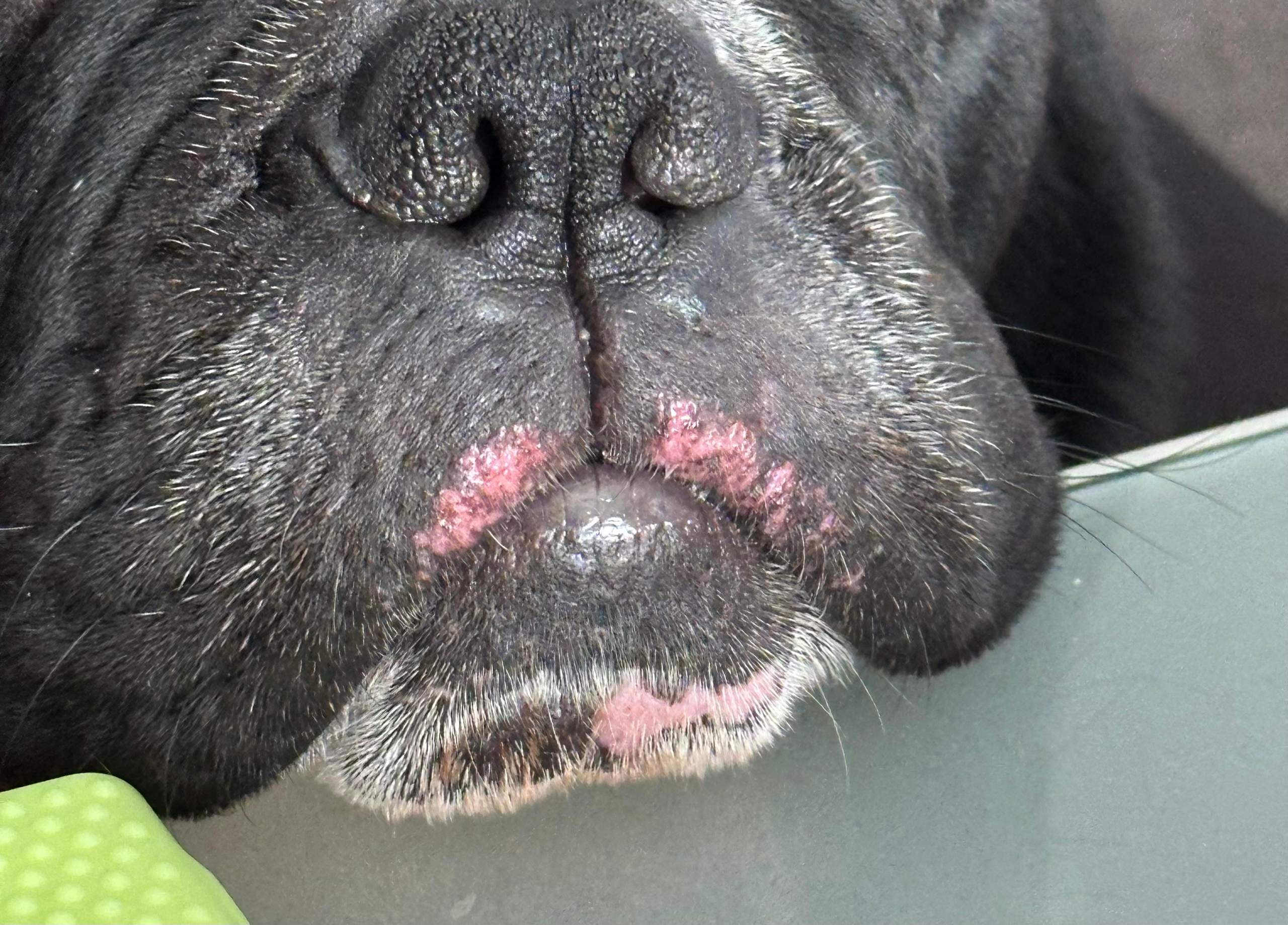 Hund hat rote Stellen am Schnauzer? (Tierarzt, Hundekrankheiten)