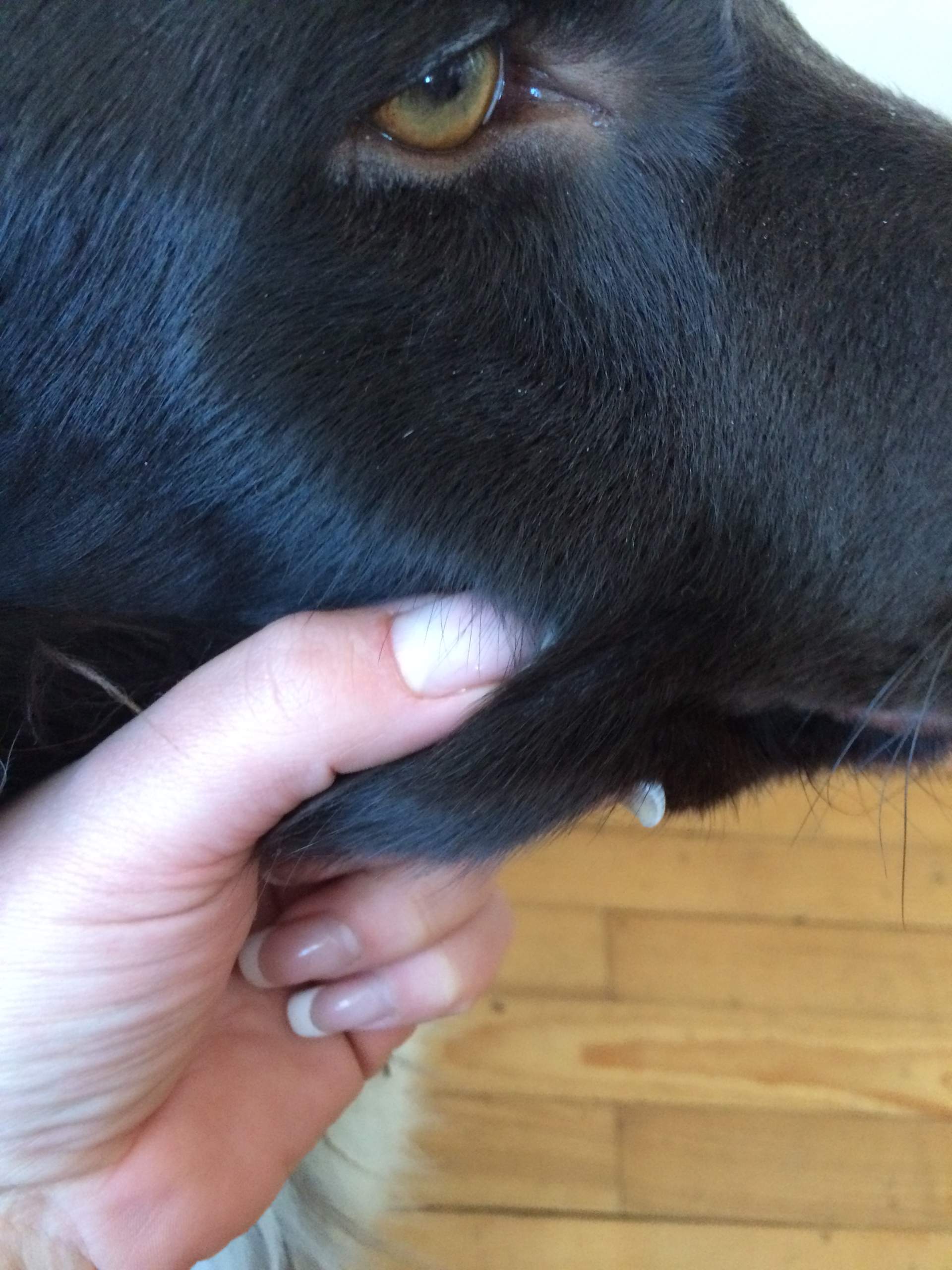 Hund hat traubengroßen Knubbel in der Lefze? (Tiere, Entzündung, Jagdhund)