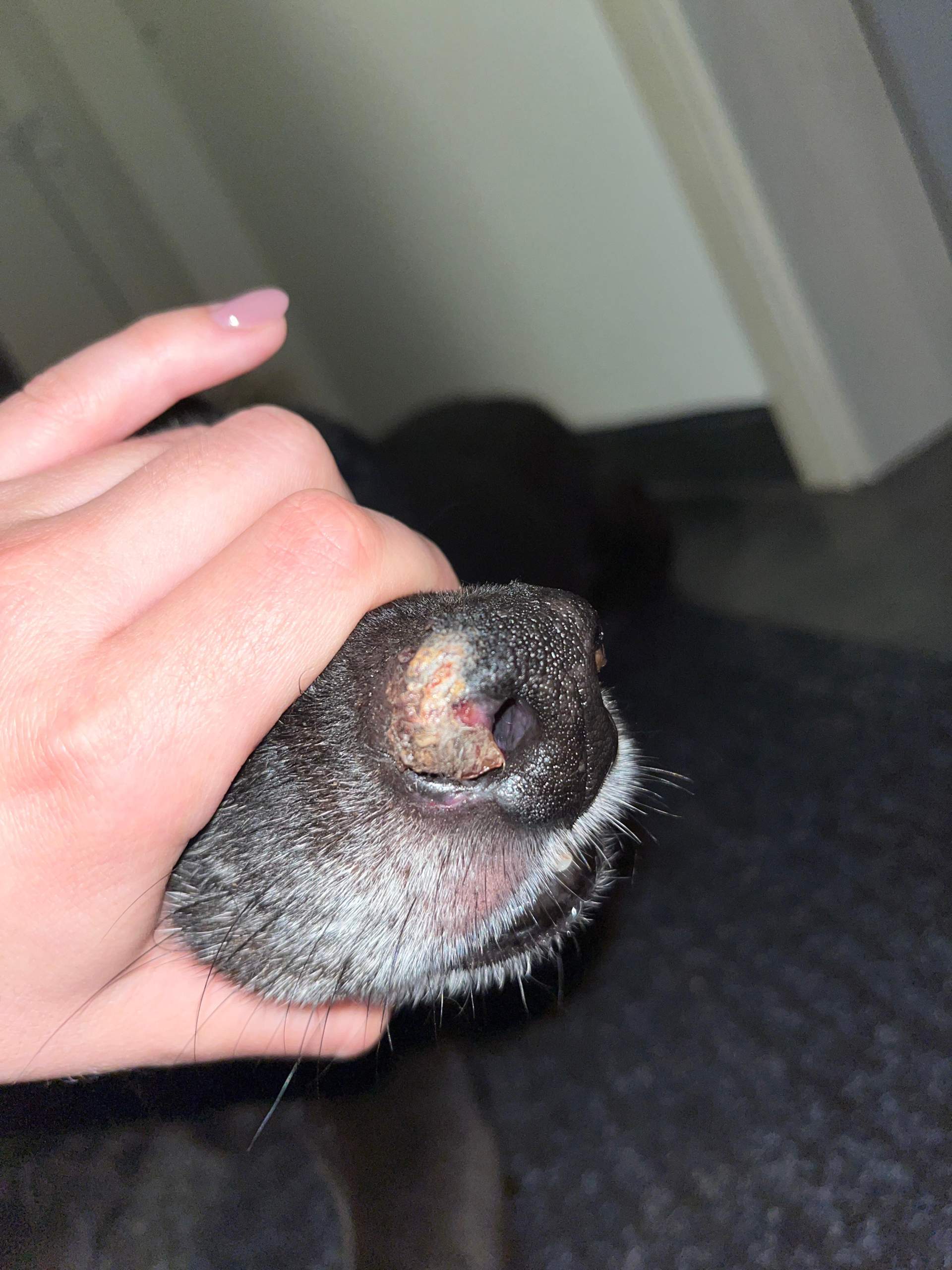 Hund Hangt Mit Nase Nur Am Boden