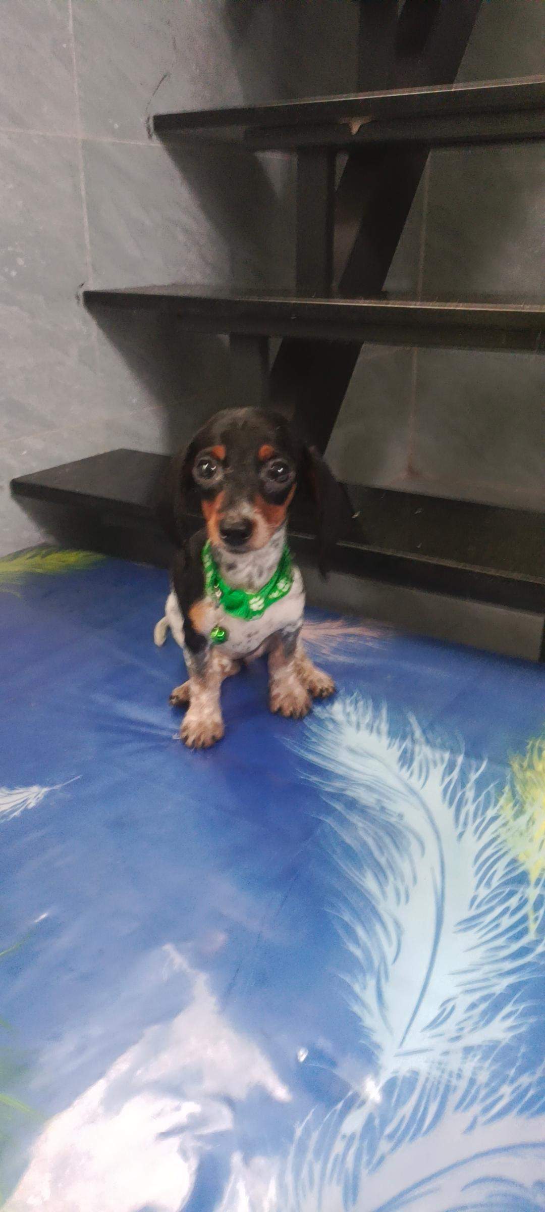 Hund Rasse? (Tierhaltung, Welpen, Hundeerziehung)