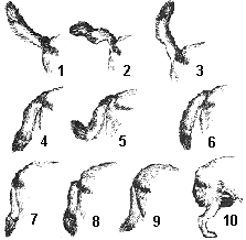 Hund Schwanz wedeln deuten? (Tiere, Hundeverhalten, Hundesport)