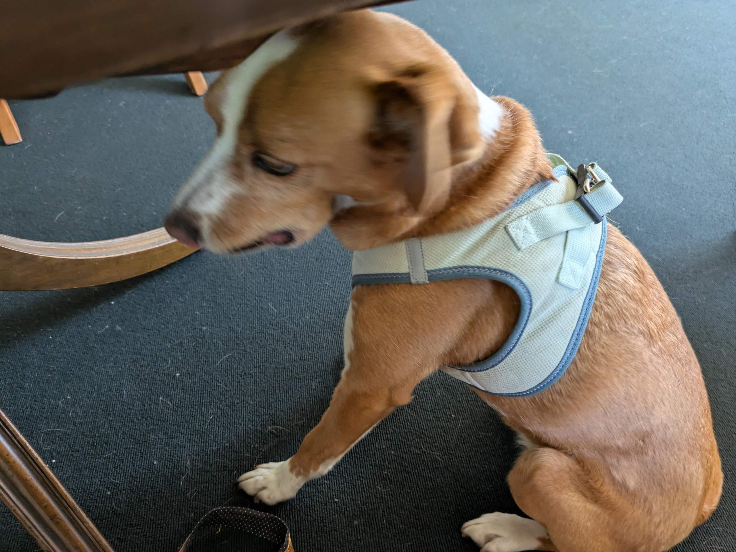 Hund wurde von Insekt ins Gesicht gestochen. Was tun? (Tiermedizin ...