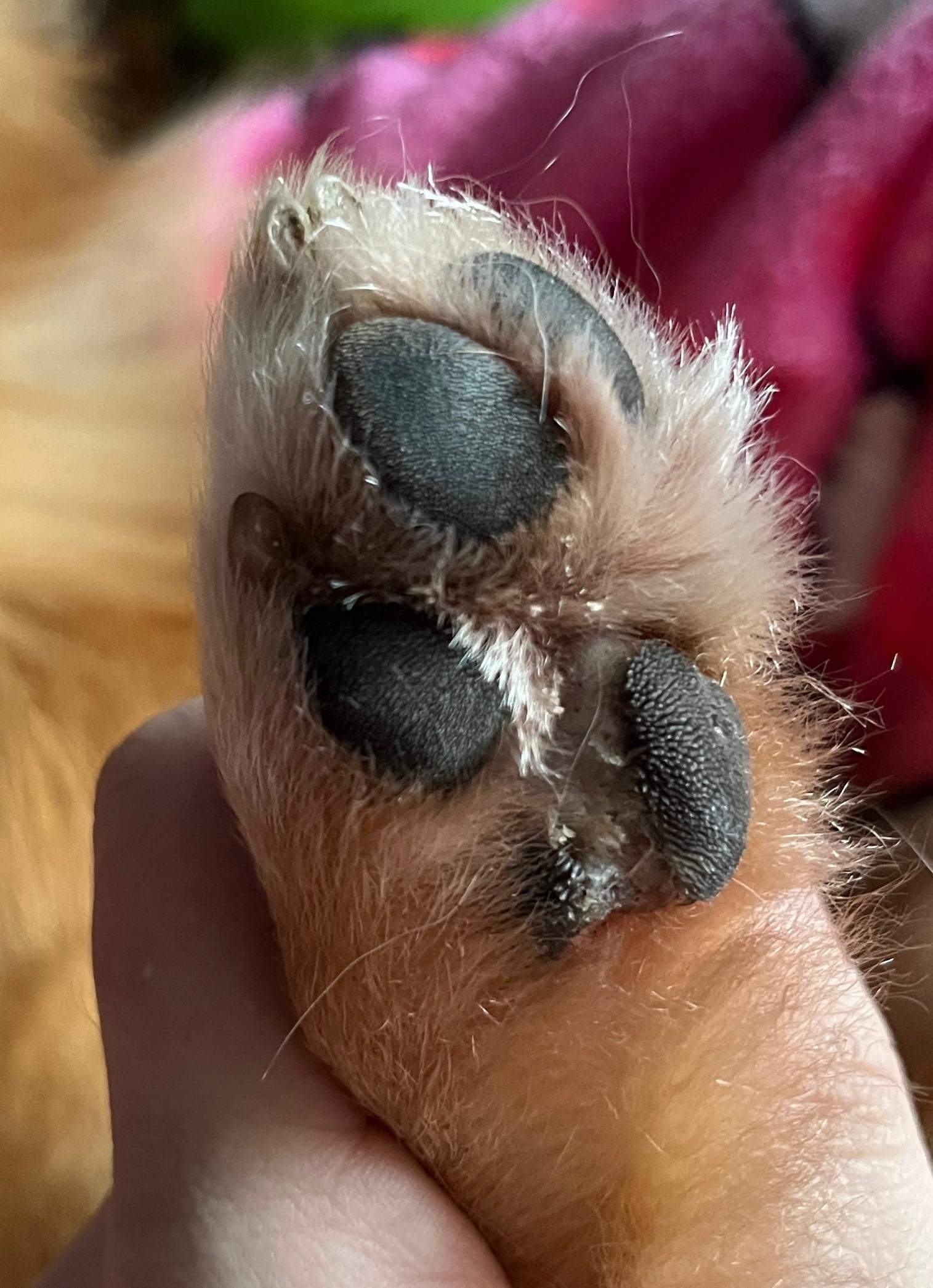 Hund Verletzung Ballen