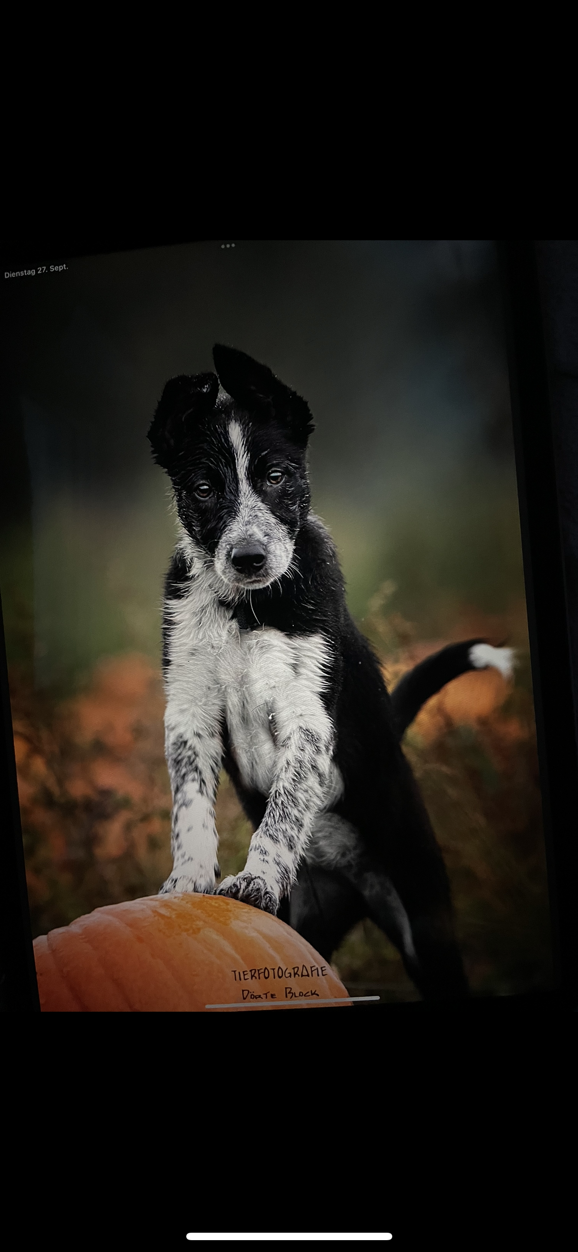 Hundebilder mit Kürbissen? (Hund, Fotografie, Frankfurt)