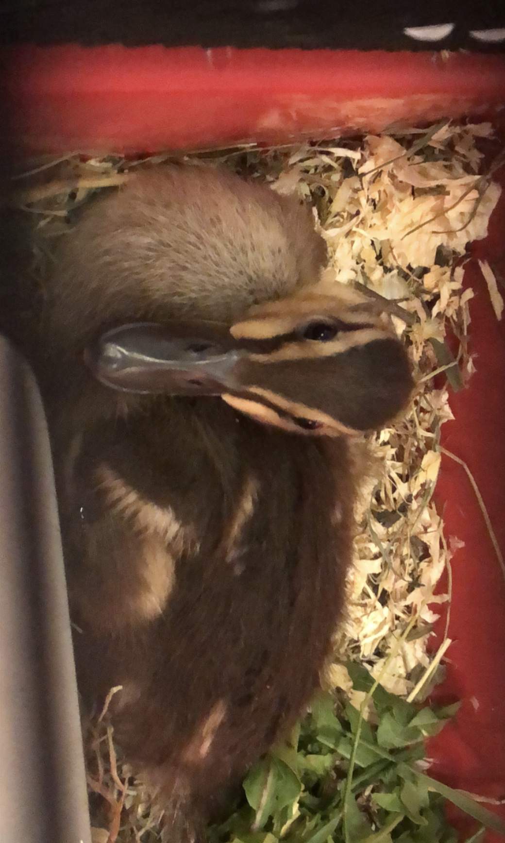 Ich hab eine baby ente gefunden, wie alt ist sie? (Wildvögel ...