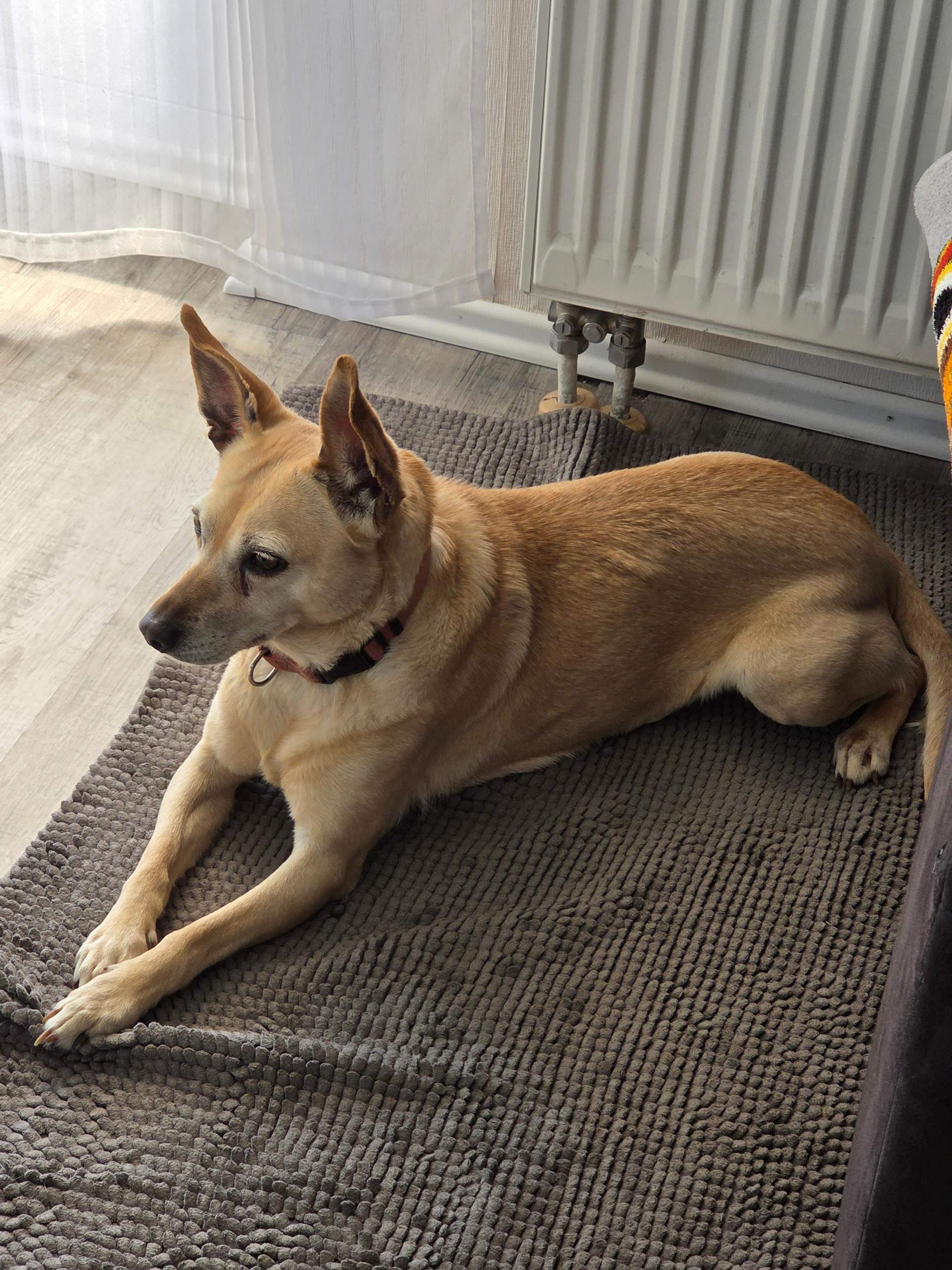 Ich habe diesen Hund seit 9 Jahren und ich kenn die Rasse immer noch ...