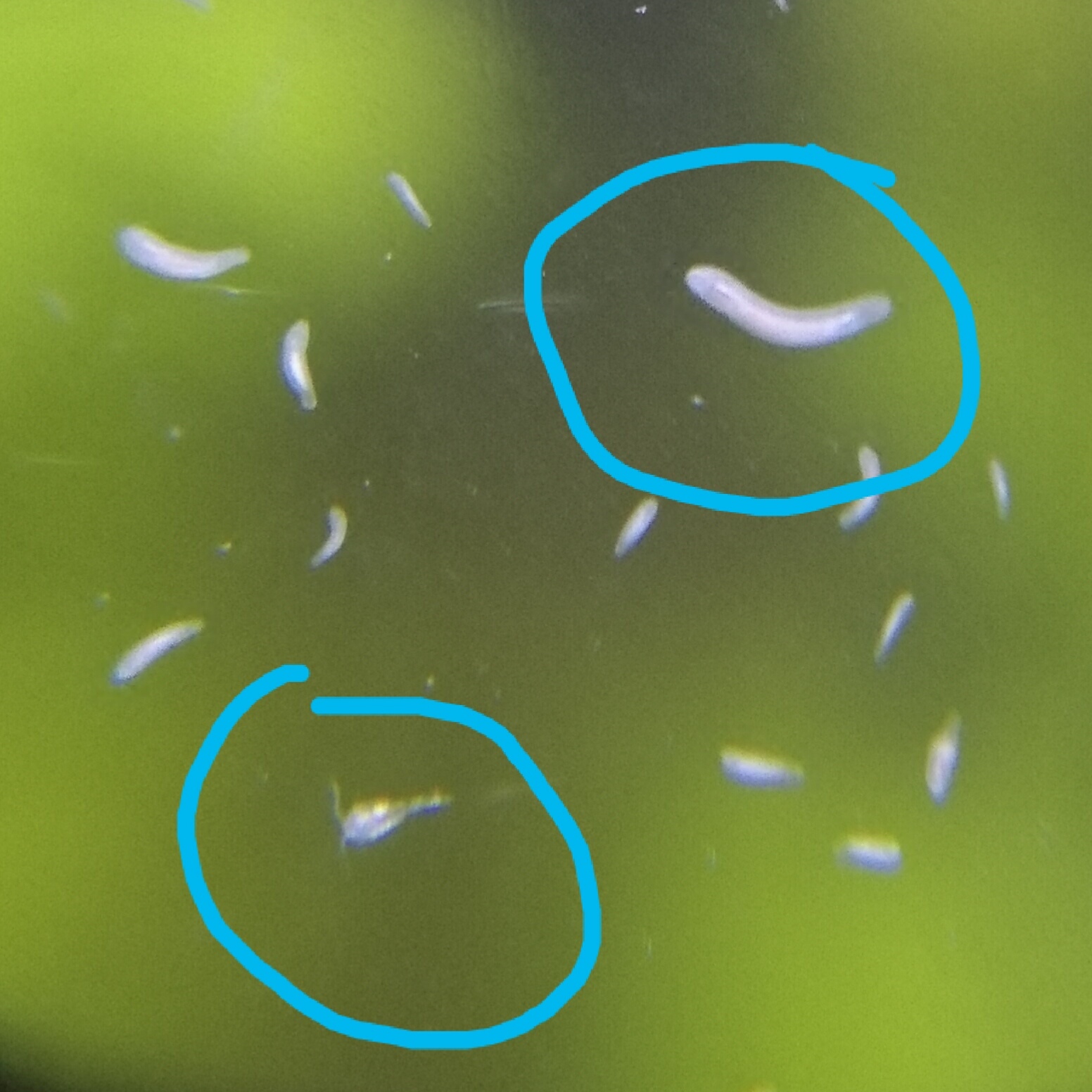 Ich habe seit ein paar Wochen zwei verschiedene Arten von Tierchen im ...