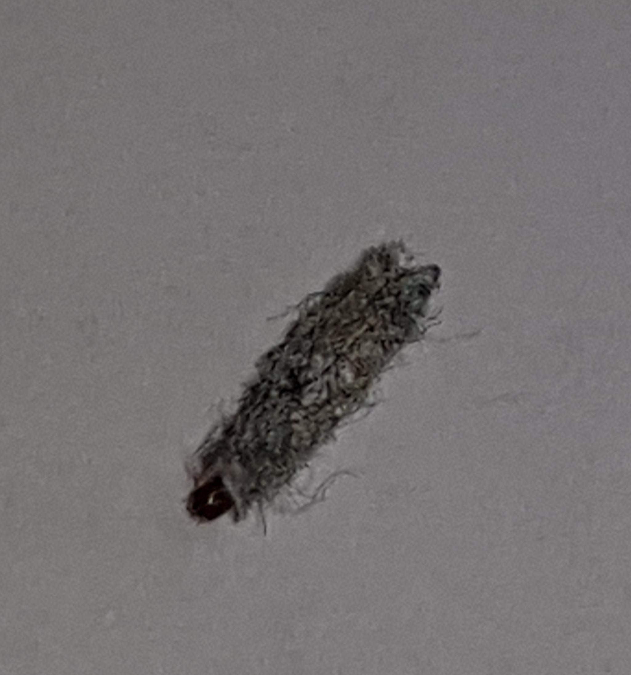 Igitt, was ist das für ein Viech? Fand sich im Bett ...? (Tiere, Natur ...