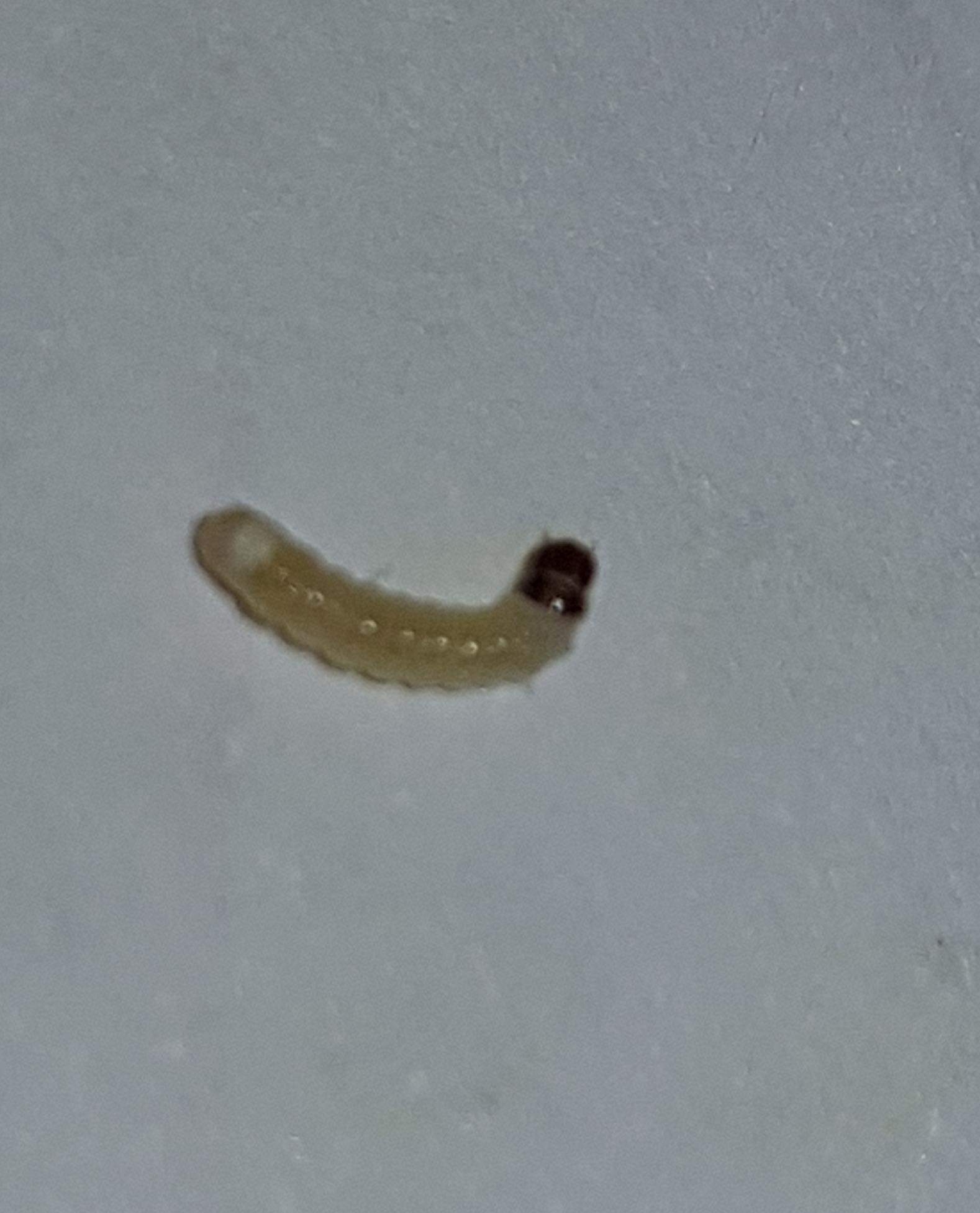 Igitt, was ist das für ein Viech? Fand sich im Bett ...? (Tiere, Natur ...