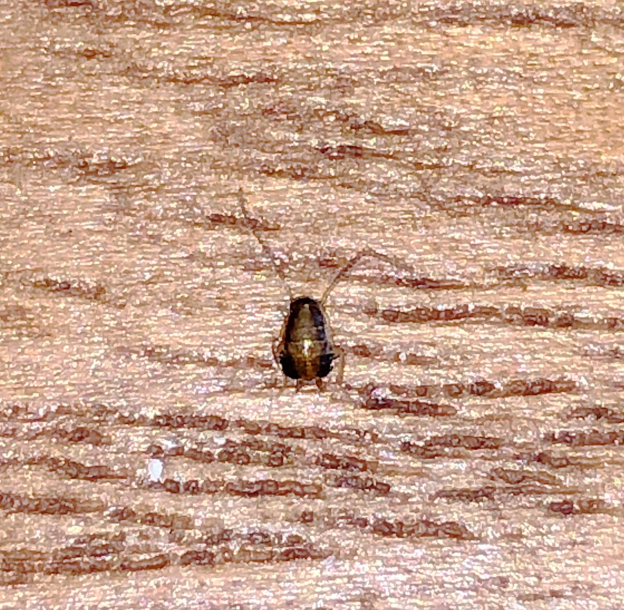 Insekt im Bett? (Insekten)