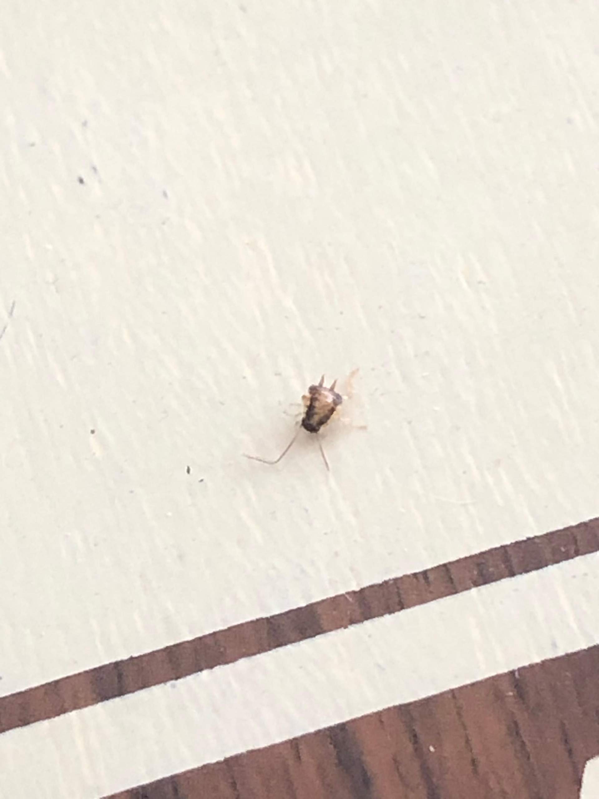 Insekt im Bett? (Insekten)