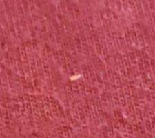 Insekt im bett? (Insekten, Ungeziefer, Flöhe)