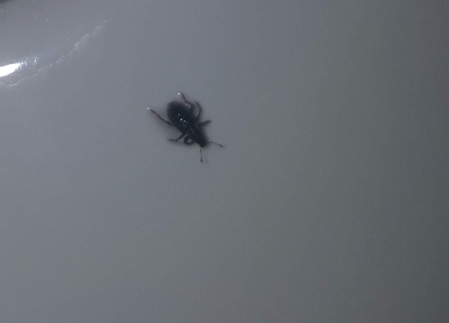 Insekt im bett entdeckt? (Insekten, Ungeziefer)