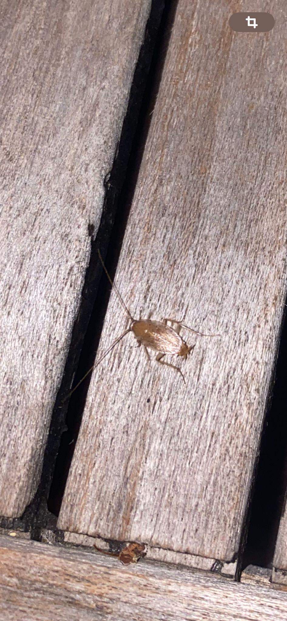 Insekt im Haus und im Garten? (Insekten, Insektenbestimmung)